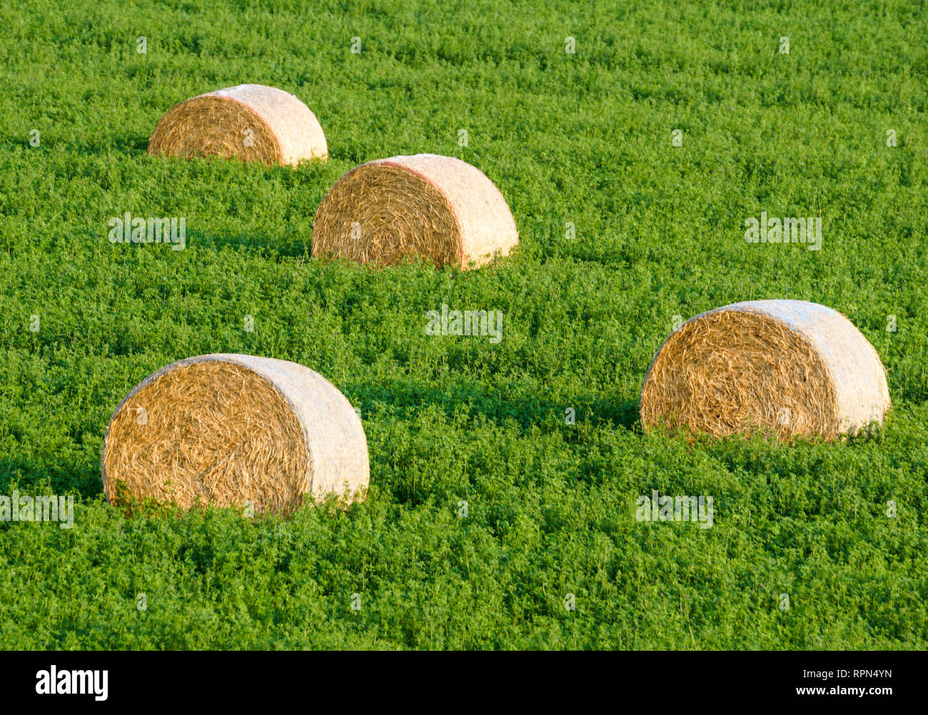 Round bales of hay in the green field Stock Photo - Alamy