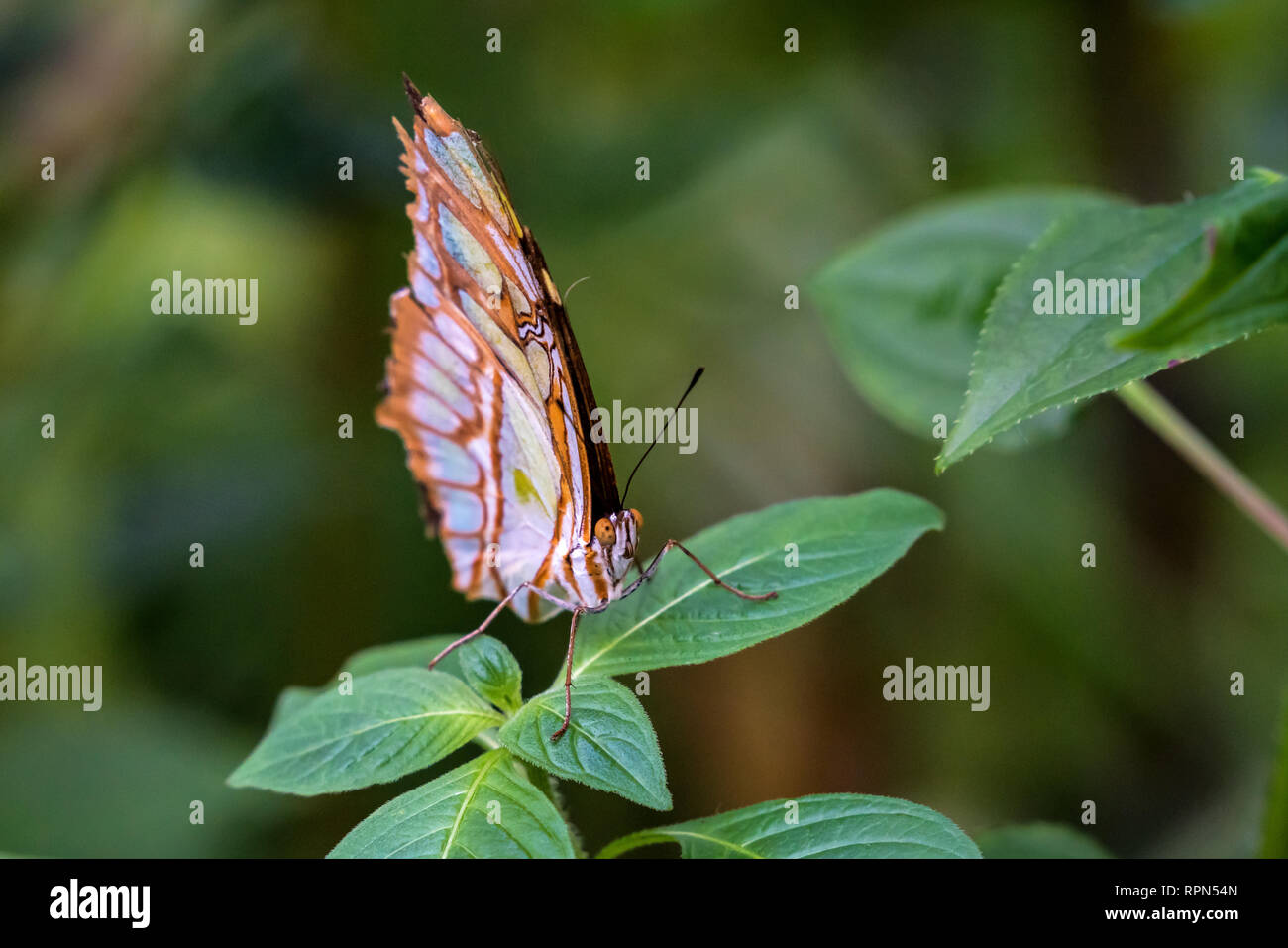 The malachite butterfly, Siproeta stelenes is a neotropical brush ...