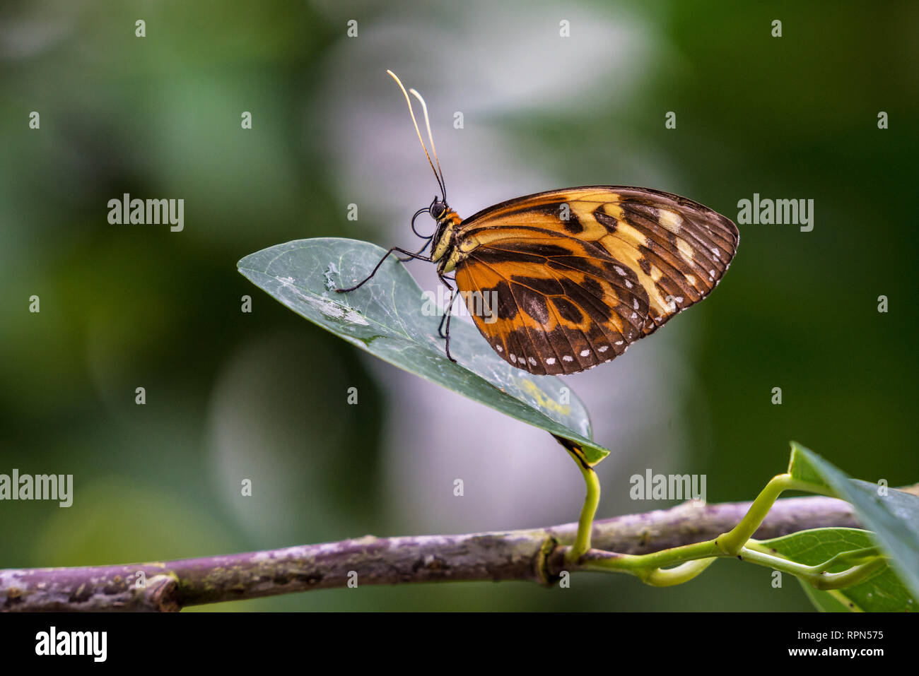 Heliconius ismenius, the Ismenius tiger or tiger heliconian, is a ...