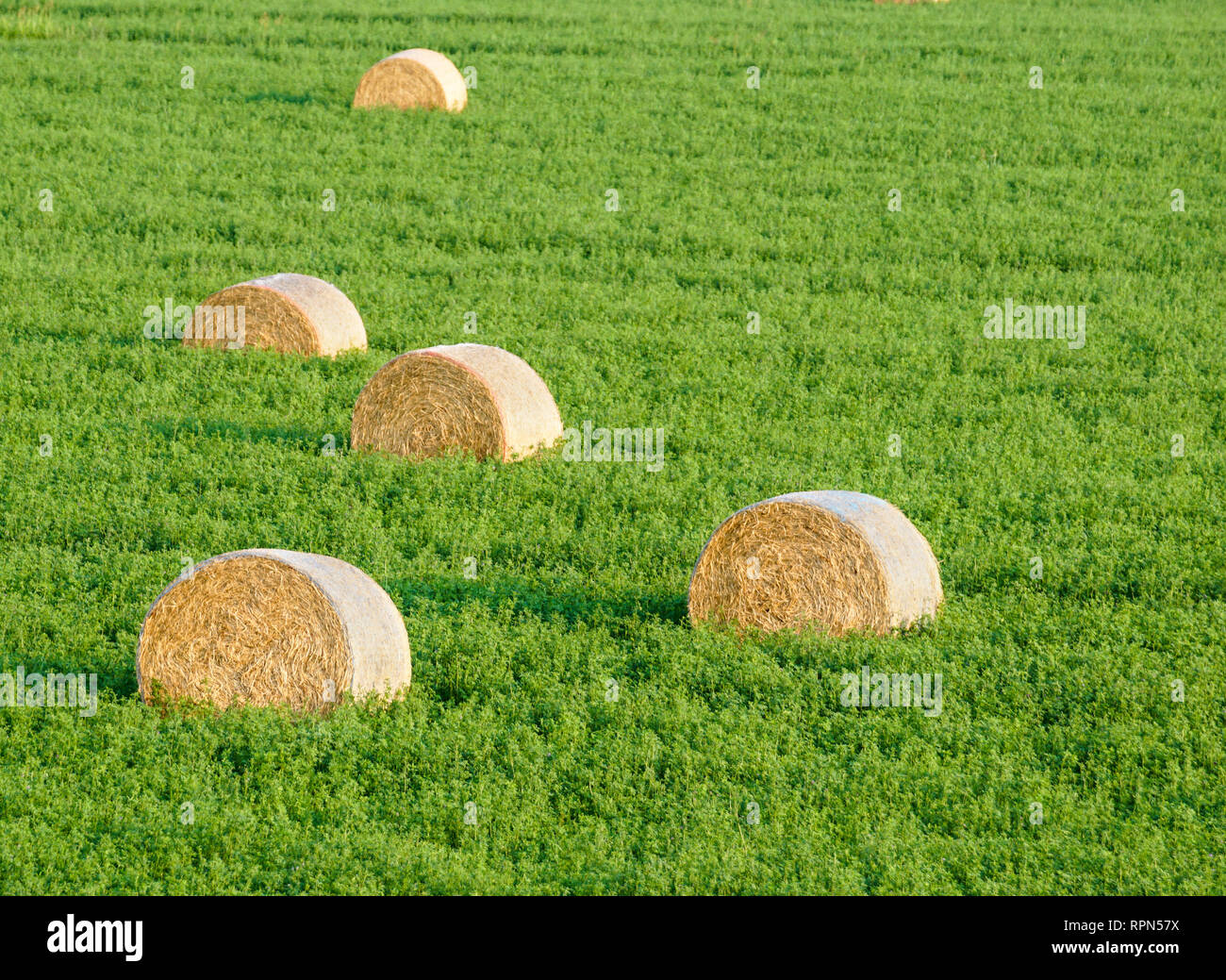 Round bales of hay in the green field Stock Photo - Alamy