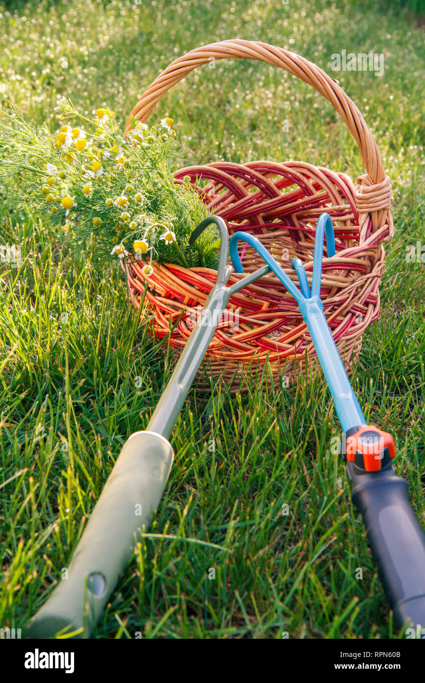 Two hand garden rakes and bouquet of field chamomiles in wicker basket ...