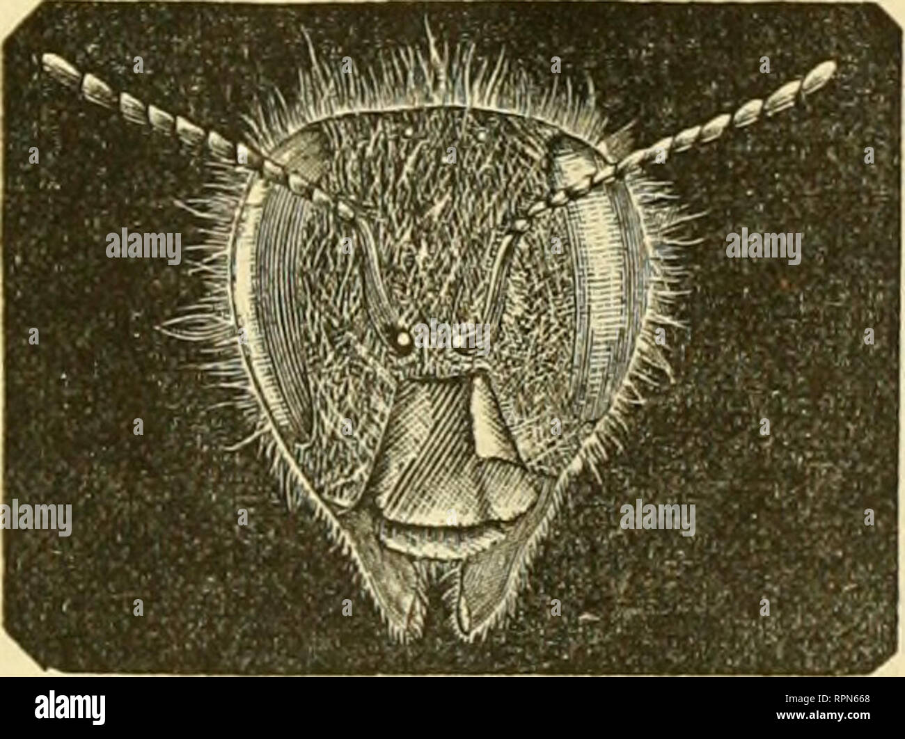 . American bee journal. Bee culture; Bees. Fig. 1—Head of Drone ...