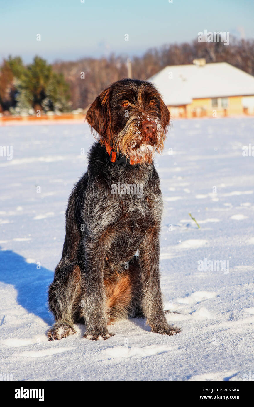 Son Cesky Fousek Ruidoso
