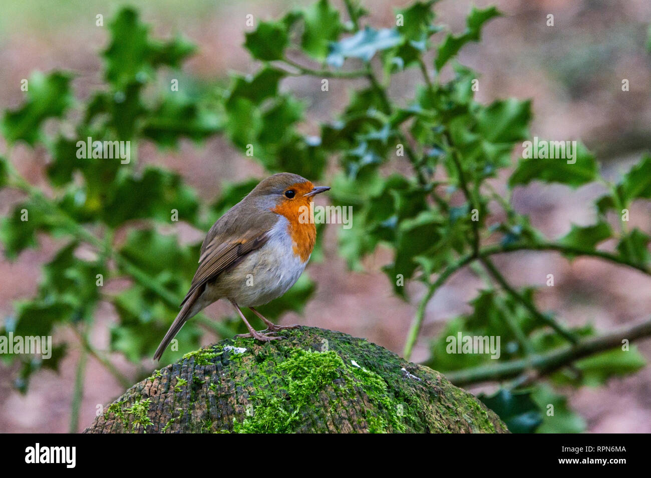 Robin holly uk hi-res stock photography and images - Alamy