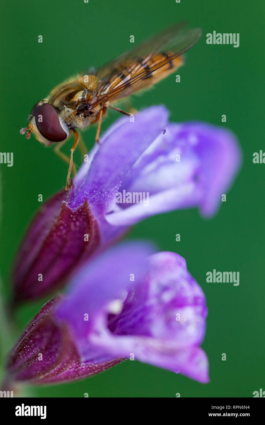 zoology / animals, insects (Insecta), hoverfly (Syrphidae) on spotted deadnettle (Lamium ...