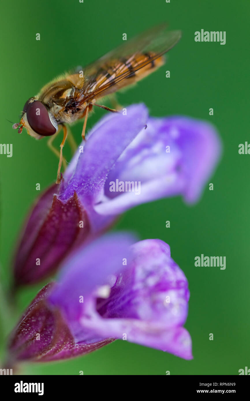 Insects side view hi-res stock photography and images - Alamy