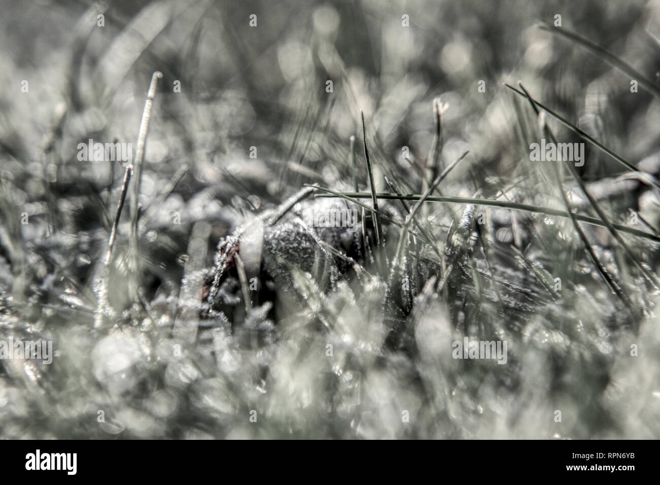 A black and white picture of grass with leaf in the middle. A dismal ...