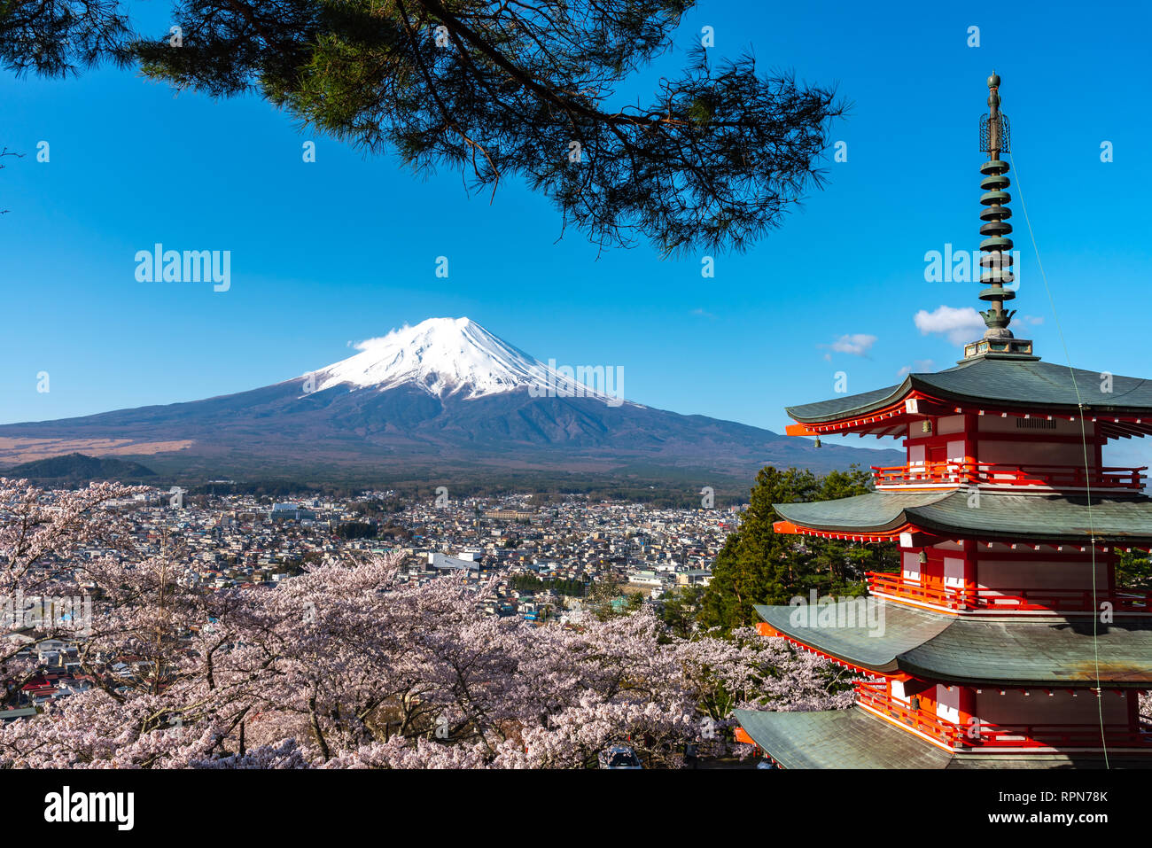 Mount Fuji viewed from behind Chureito Pagoda in full bloom cherry blossoms & blue sky natural ...