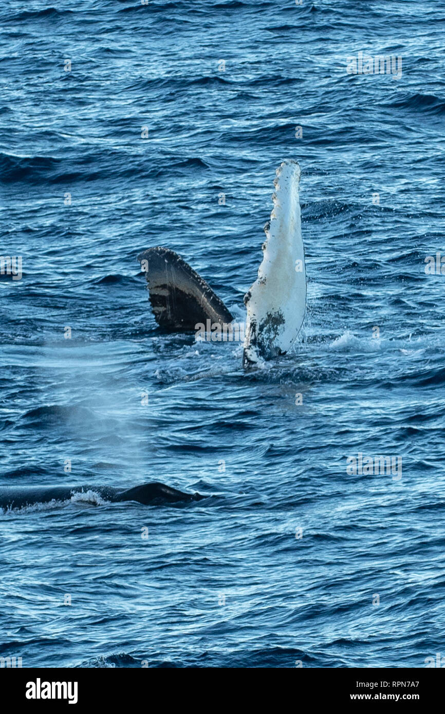 Whale flipper hi-res stock photography and images - Alamy