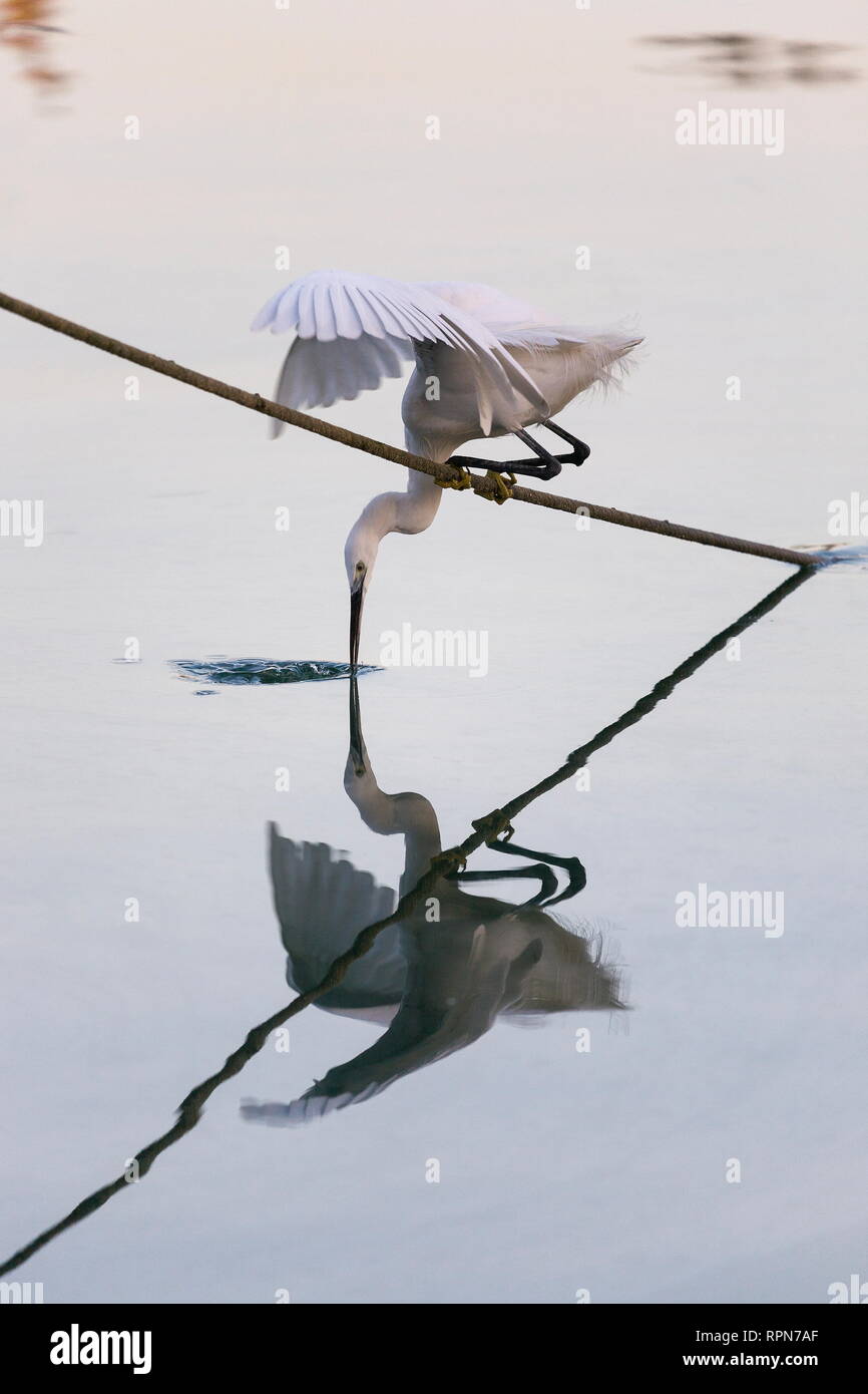 zoology / animals, avian / birds (Aves), Little Egret (Egretta Garzetta ...