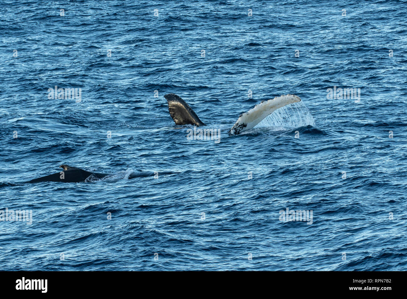 Humpback whale flipper hi-res stock photography and images - Alamy