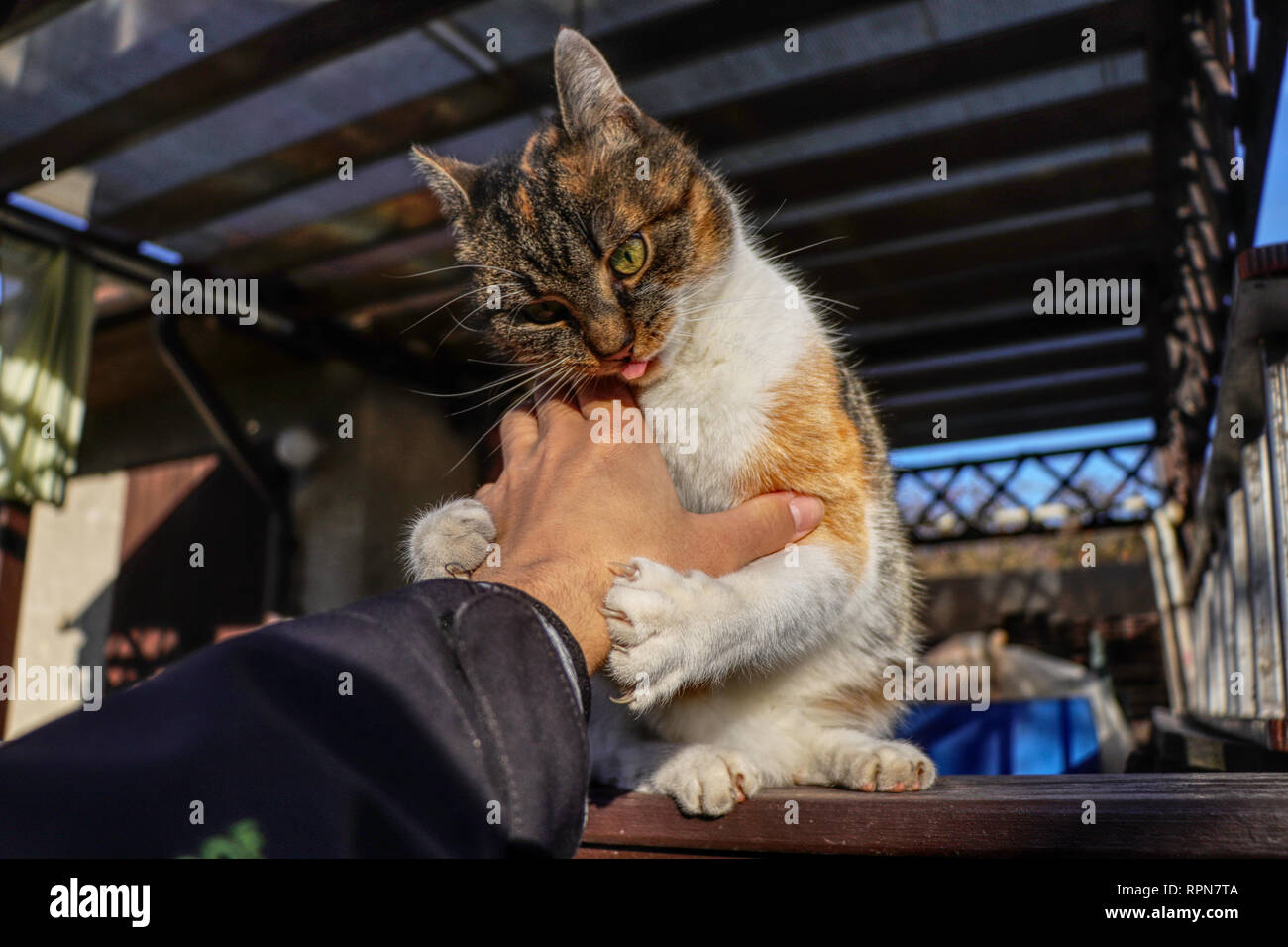The aggressive domestic cat playing with hand. Brutal attack and she is ...