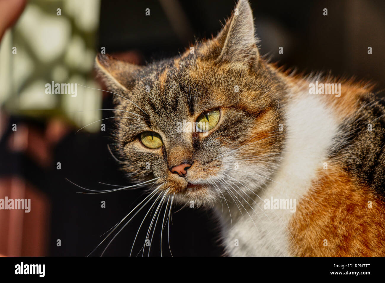 Confused Animal Face