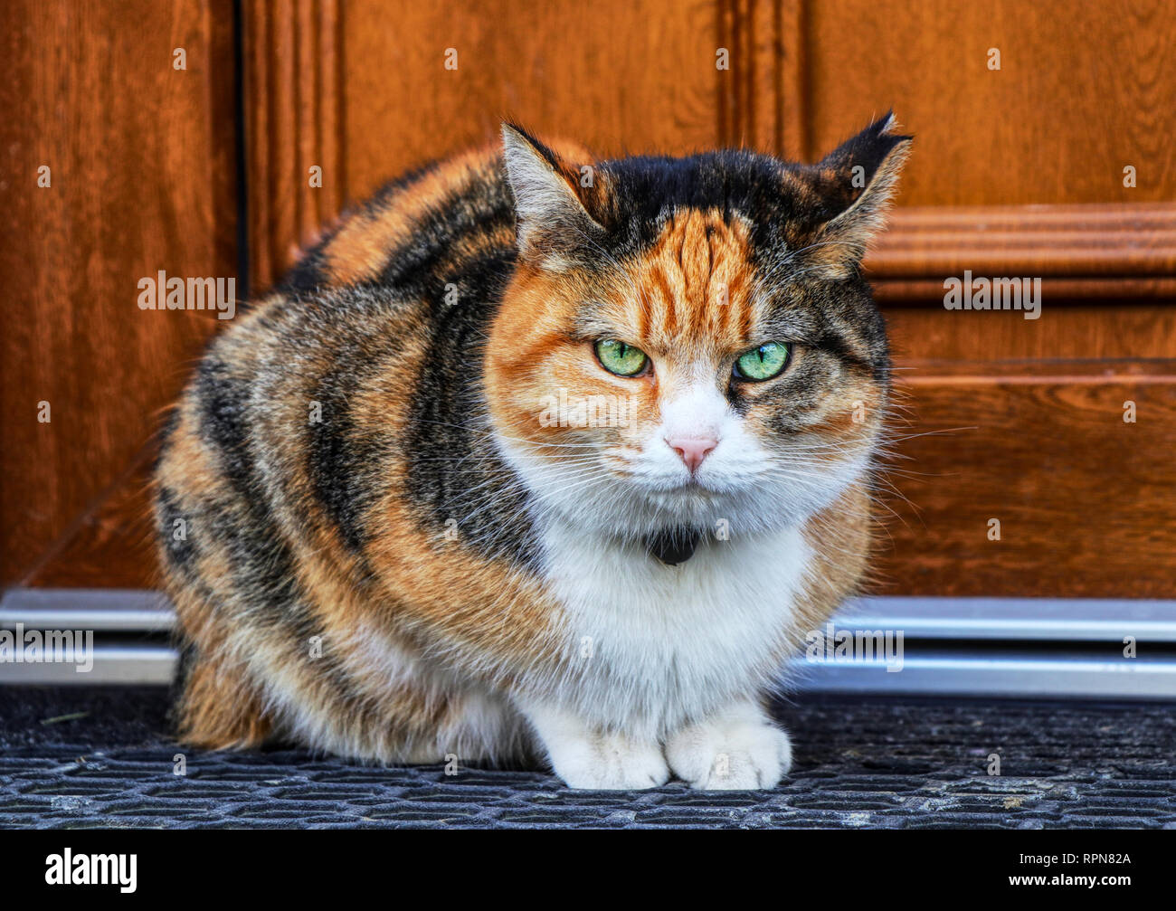 Angry cat domestic door hi-res stock photography and images - Alamy