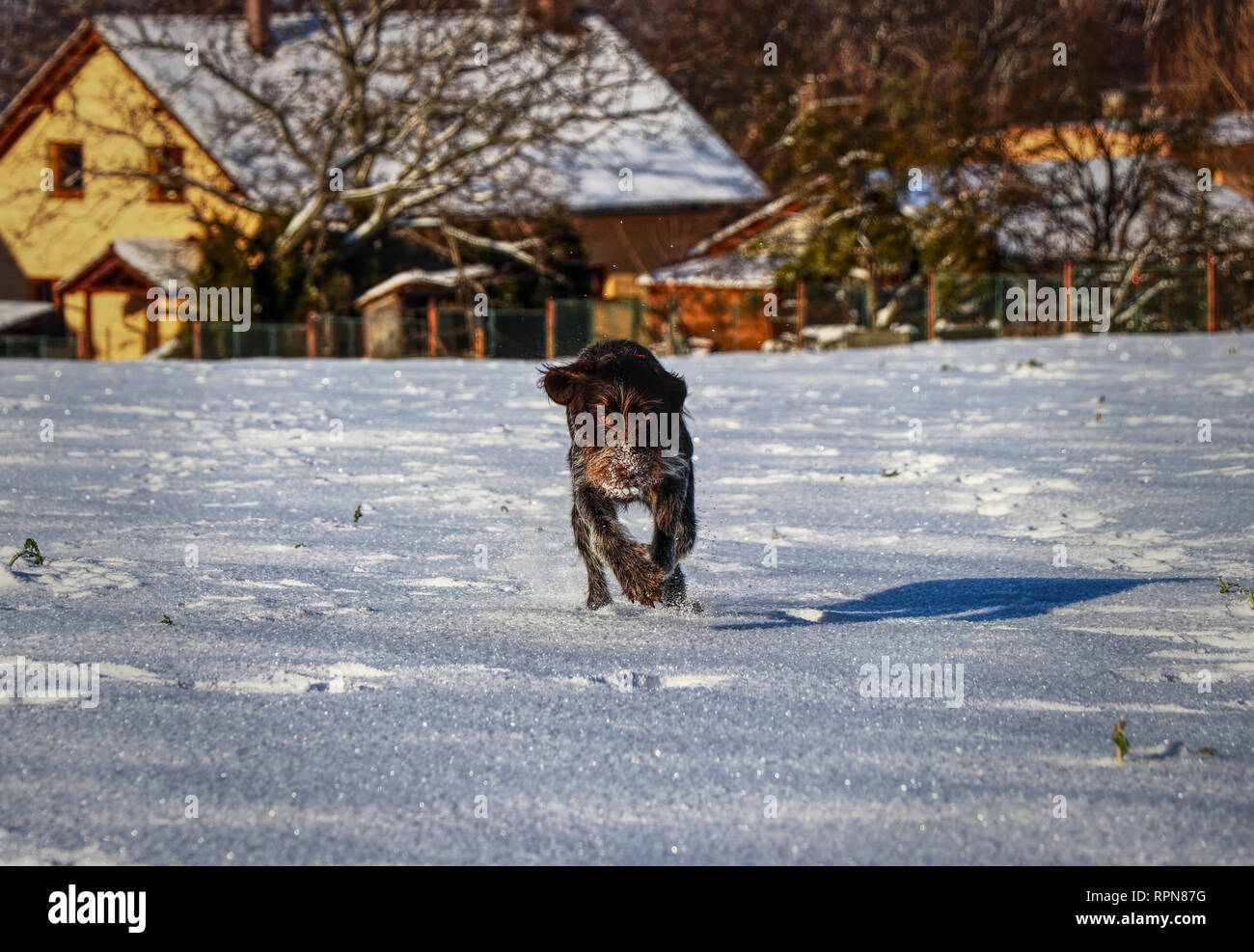Korthals griffon hi-res stock photography and images - Alamy