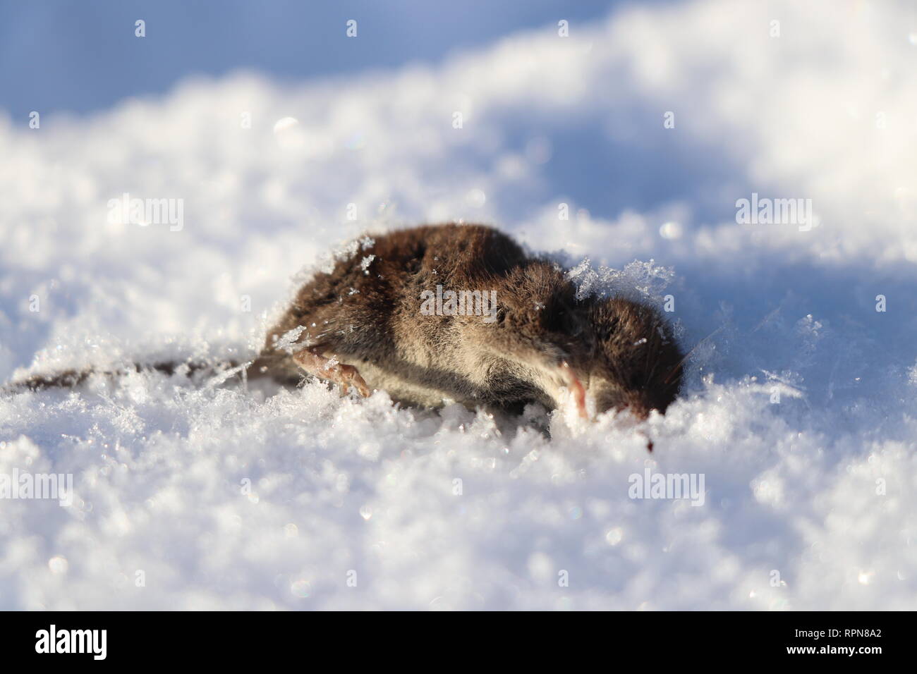 Death of mouse hi-res stock photography and images - Alamy