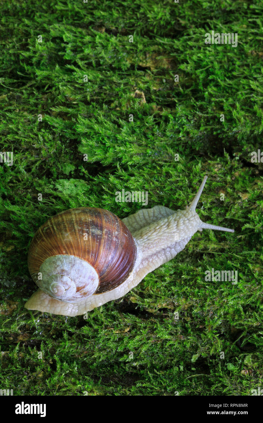 Phylum mollusca hi-res stock photography and images - Alamy