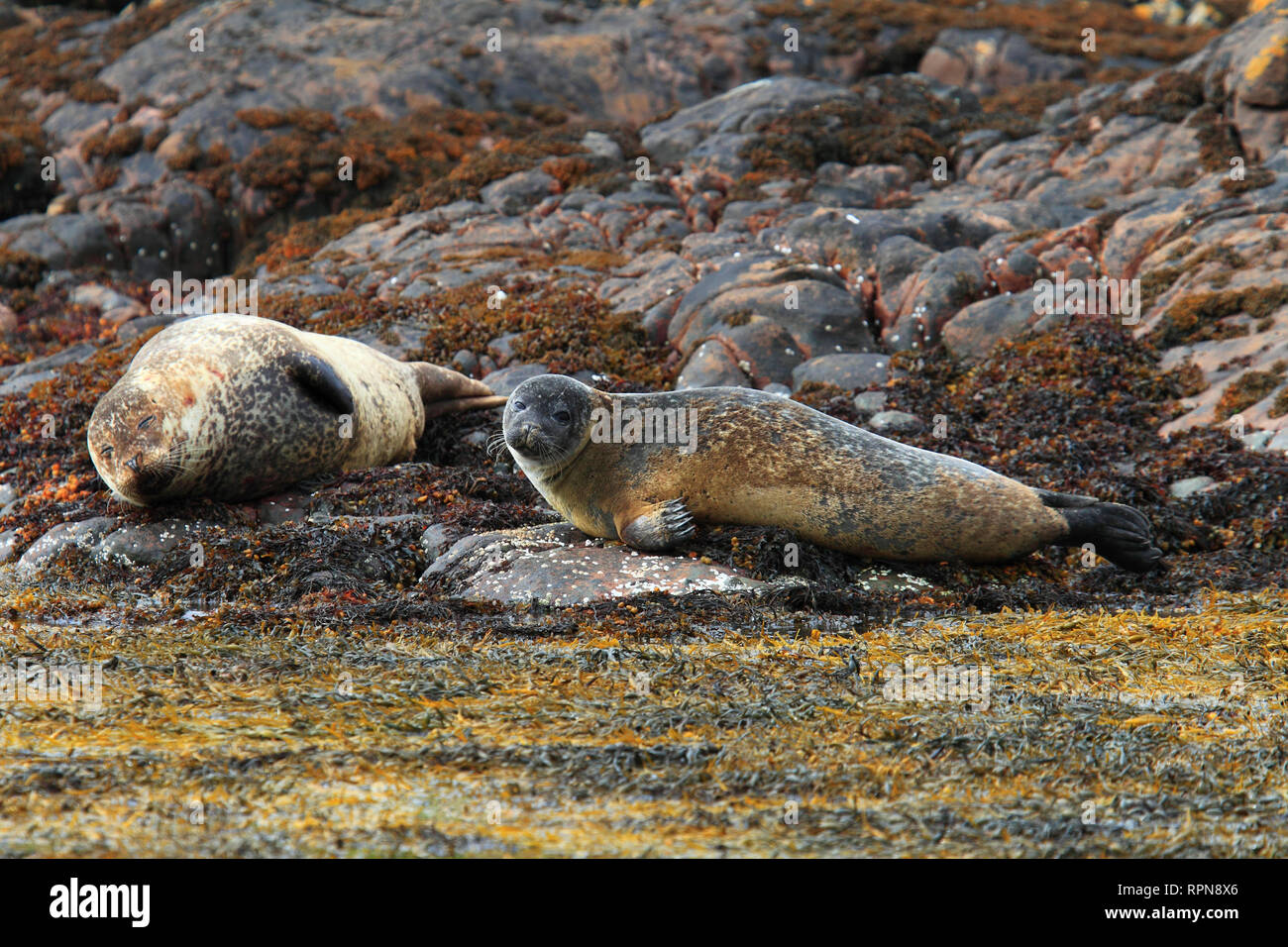 Crawling animals hi-res stock photography and images - Alamy