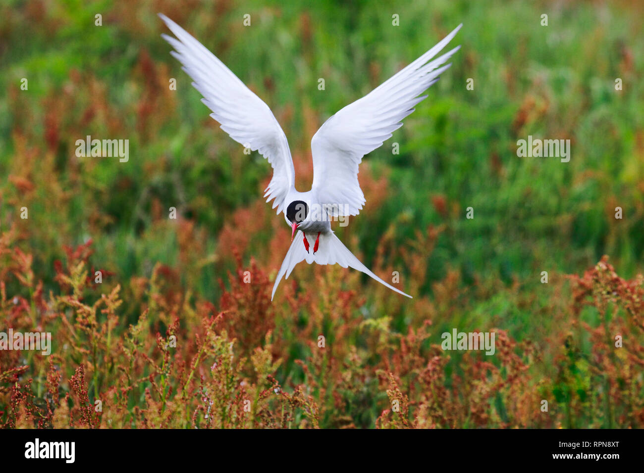Sterna paradisaea hi-res stock photography and images - Alamy