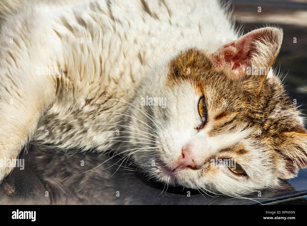 Friends Icon High Resolution Stock Photography and Images - Alamy