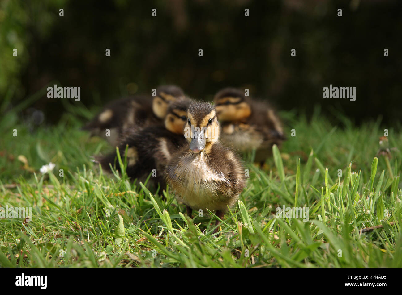 A waddling duck hi-res stock photography and images - Alamy