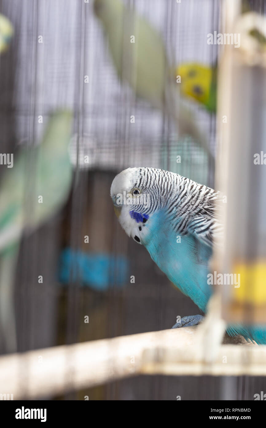 Group of Fancy color Budgerigar in the cage Stock Photo - Alamy