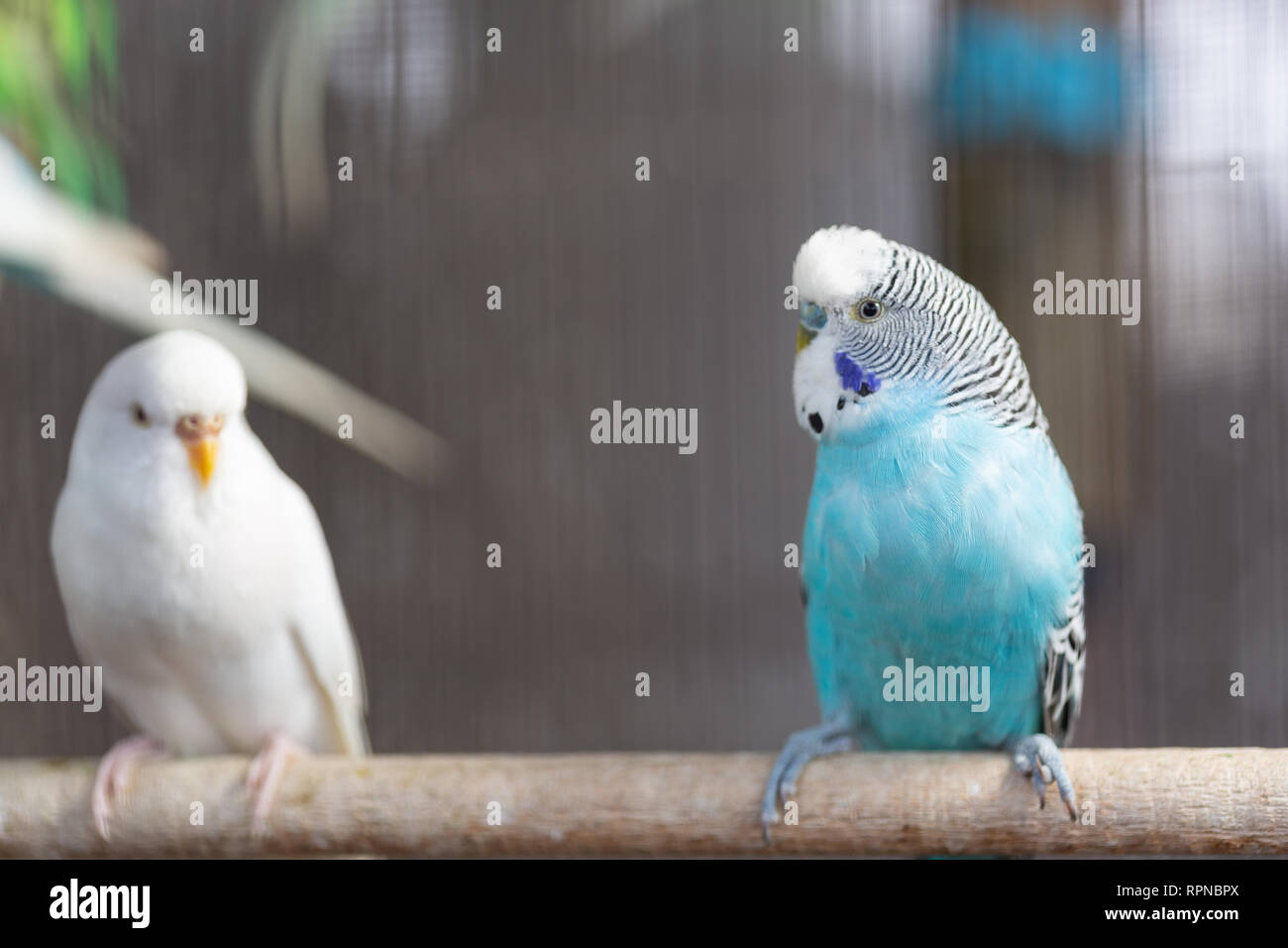 Group of Fancy color Budgerigar in the cage Stock Photo - Alamy