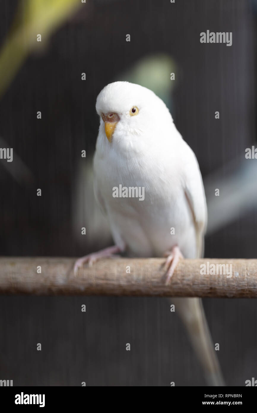 Group of Fancy color Budgerigar in the cage Stock Photo - Alamy