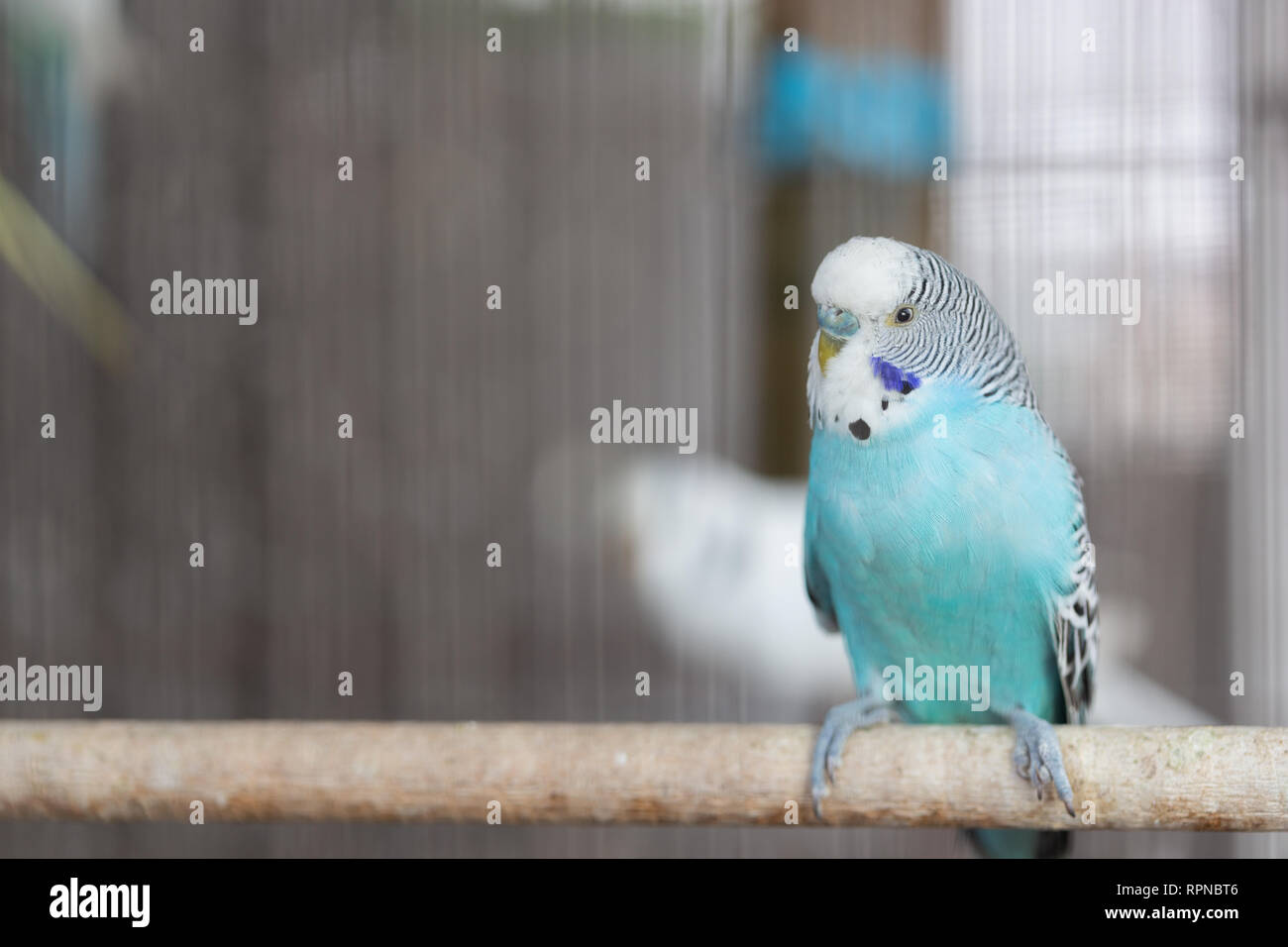 Group of Fancy color Budgerigar in the cage Stock Photo - Alamy