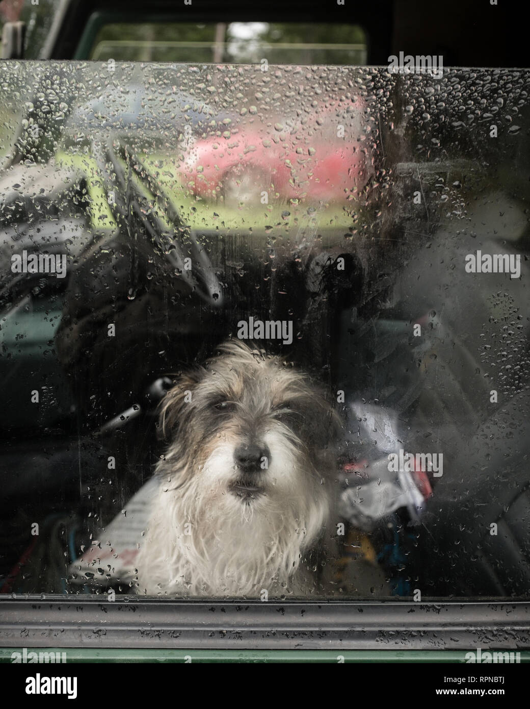 Angry dog barking side view High Resolution Stock Photography and ...