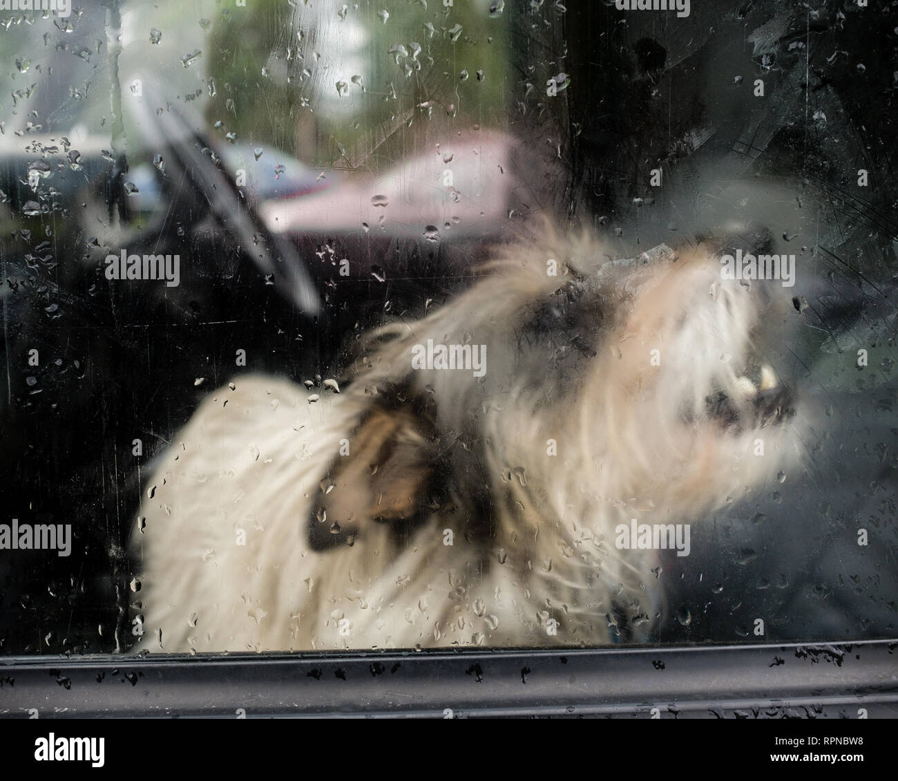 Angry terrier dog growling and baring teeth through window inside ...