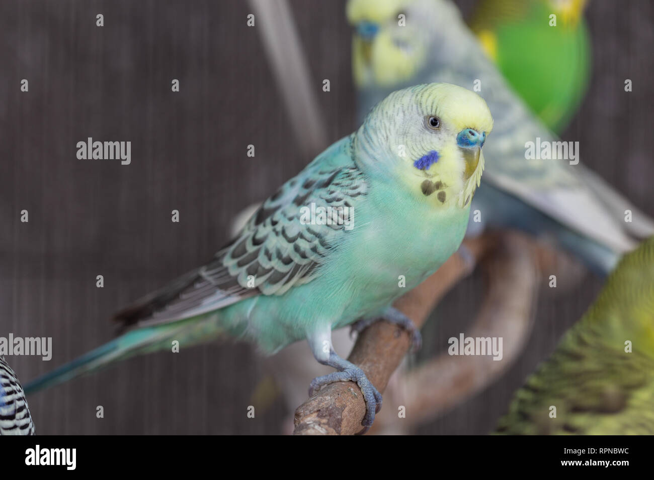 Group of Fancy color Budgerigar in the cage Stock Photo - Alamy