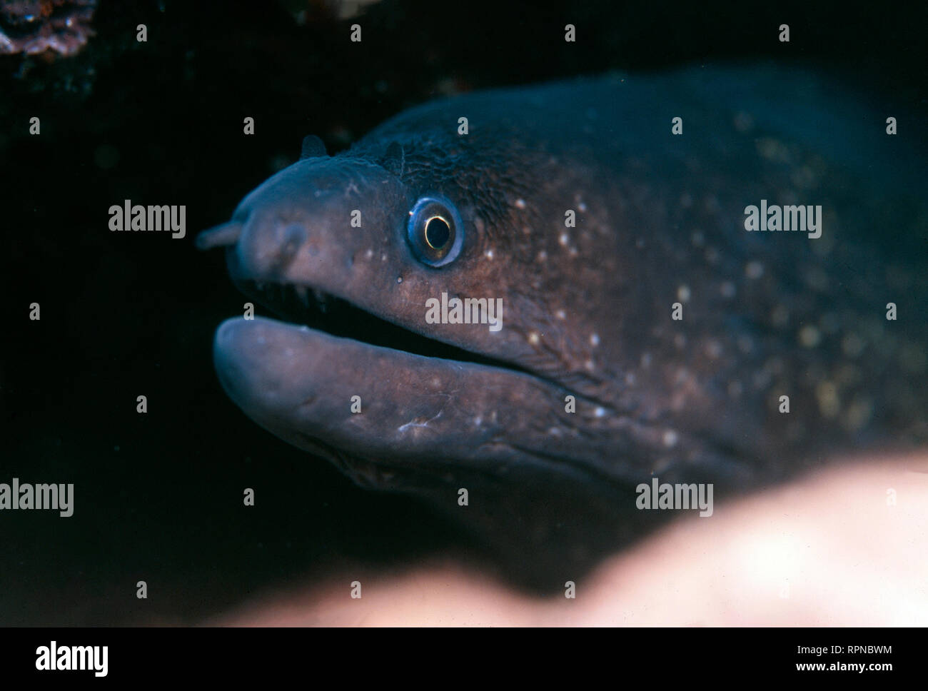 Moray watching from his cave Stock Photo - Alamy