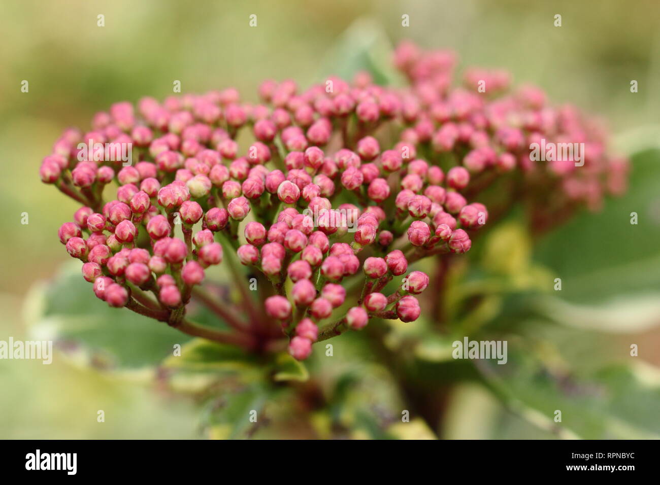 Viburnum tinus 'Variegatum'. Winter flowering Variegated Viburnum tinus ...