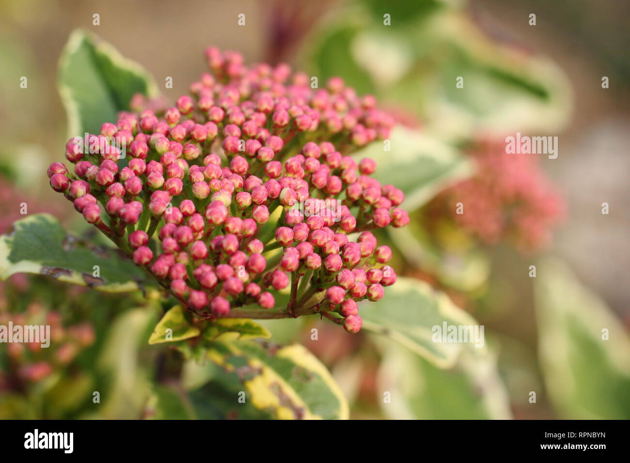 Viburnum tinus 'Variegatum'. Winter flowering Variegated Viburnum tinus ...