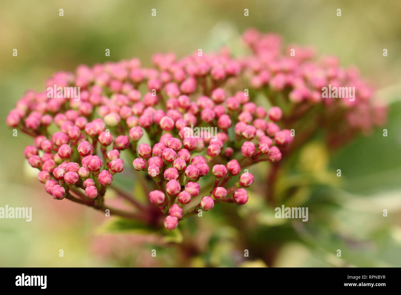 Viburnum tinus 'Variegatum'. Winter flowering Variegated Viburnum tinus ...