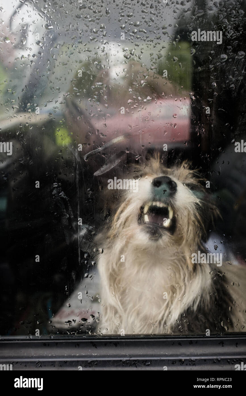 Nose Pressed Against Glass High Resolution Stock Photography and Images ...