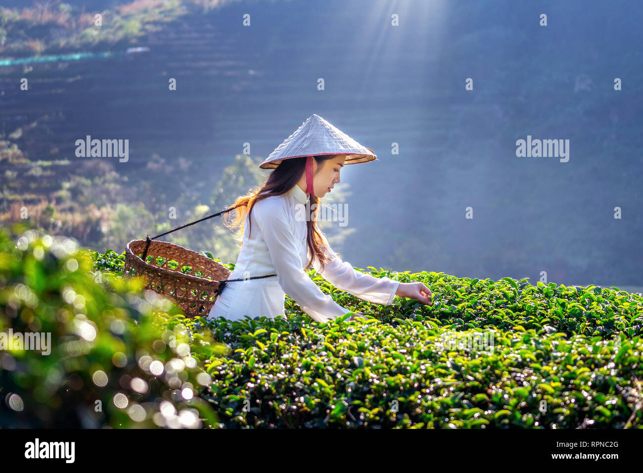 Vietnamese green tea hi-res stock photography and images - Alamy