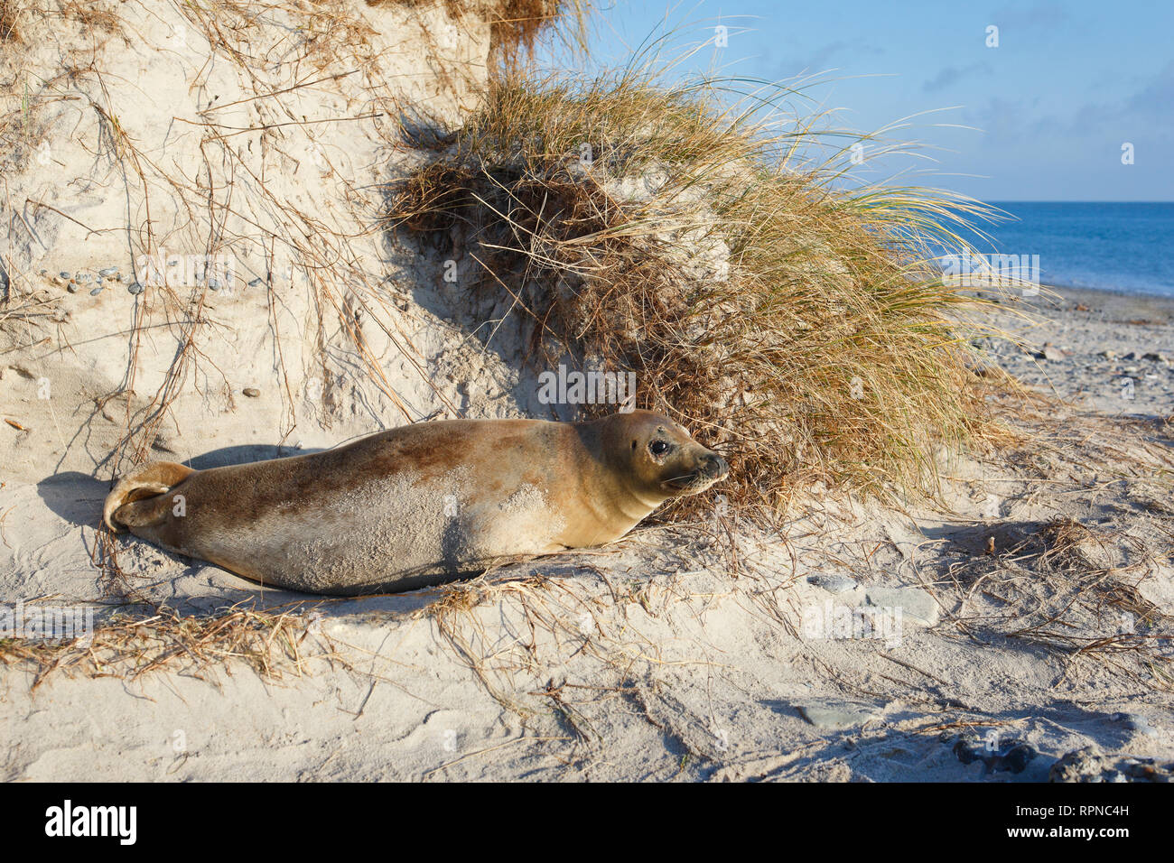 Animals of germany hi-res stock photography and images - Alamy