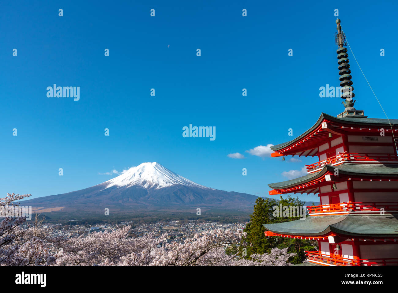 Mount Fuji viewed from behind Chureito Pagoda in full bloom cherry blossoms & blue sky natural ...