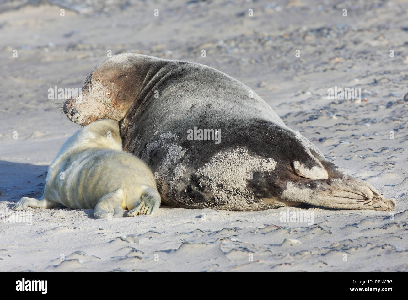Sealskin pup hi-res stock photography and images - Alamy