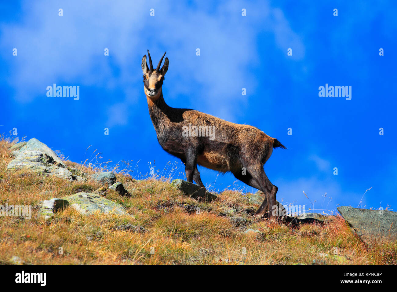 Separate animals hi-res stock photography and images - Alamy