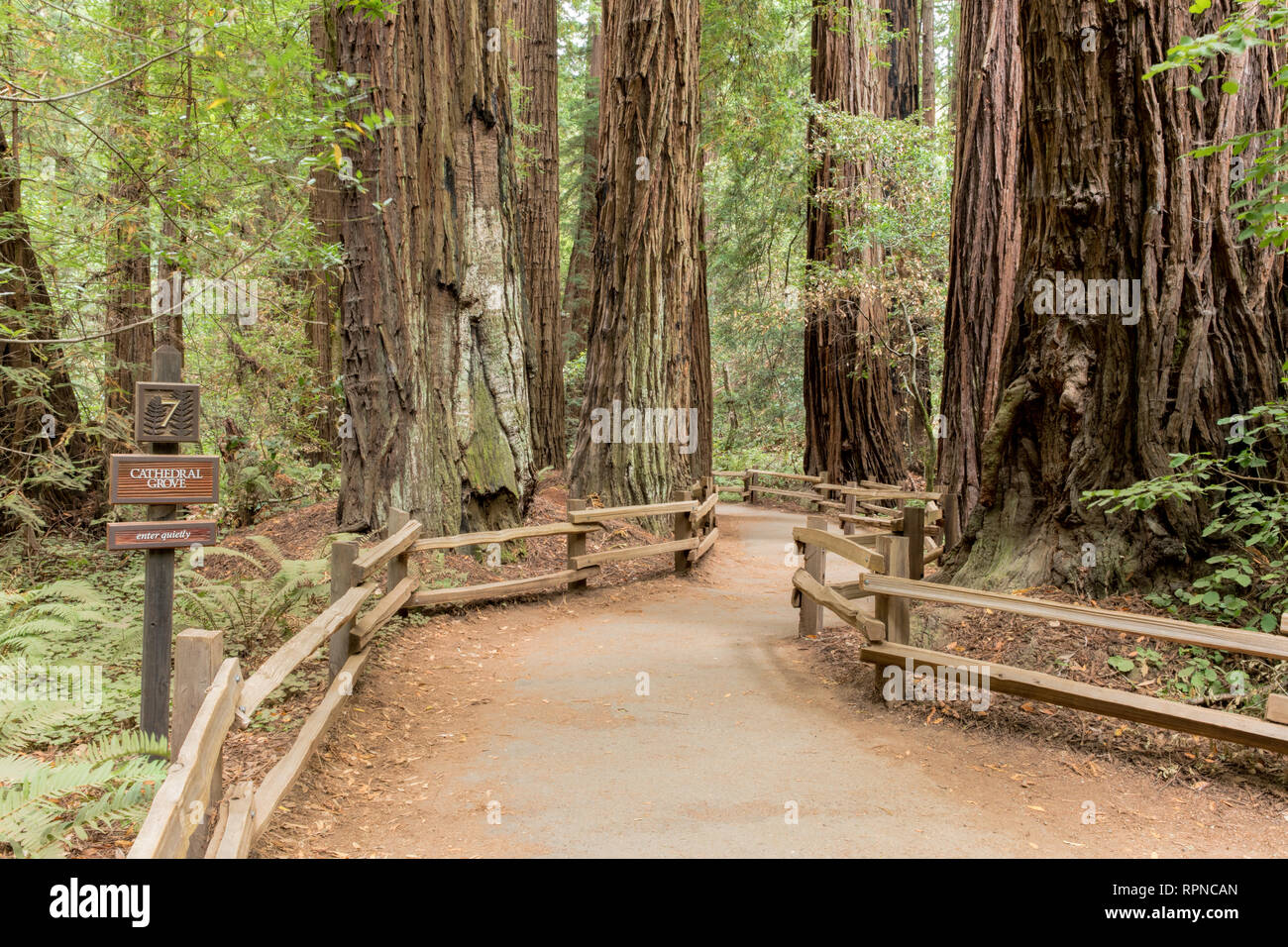 The path winding through the redwood national park in Muir Woods ...