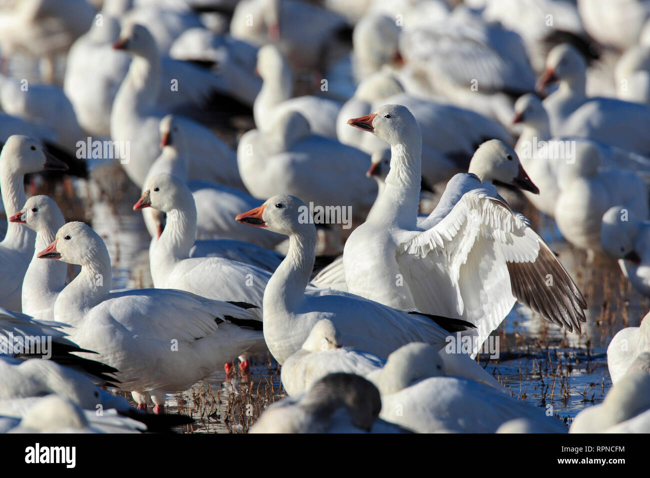 Aves del bosque hi-res stock photography and images - Alamy