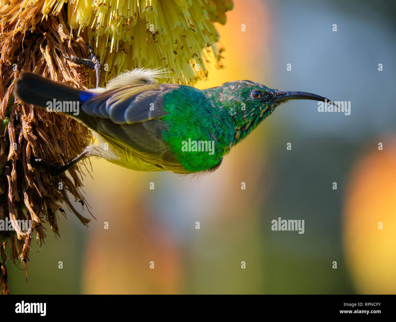 One eye in focus hi-res stock photography and images - Alamy
