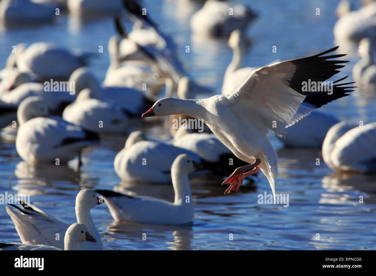 Aves del bosque hi-res stock photography and images - Alamy
