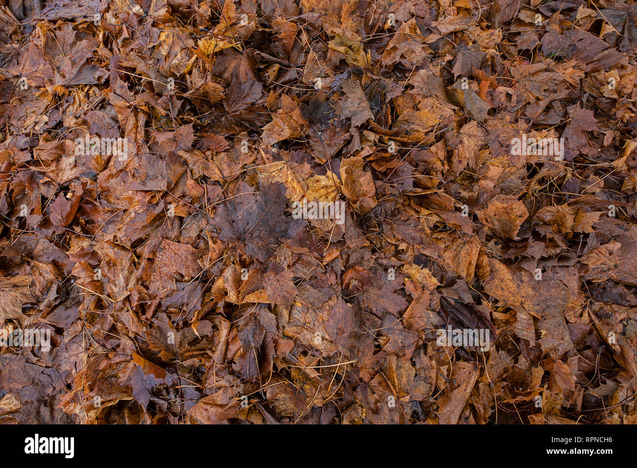 texture background wet fall leaves colorful Stock Photo - Alamy