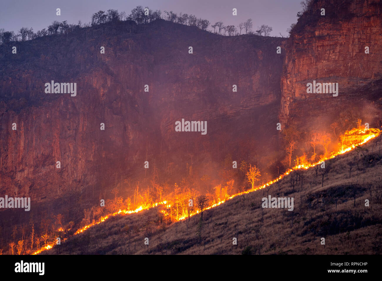 Forest fire tree line hi-res stock photography and images - Alamy