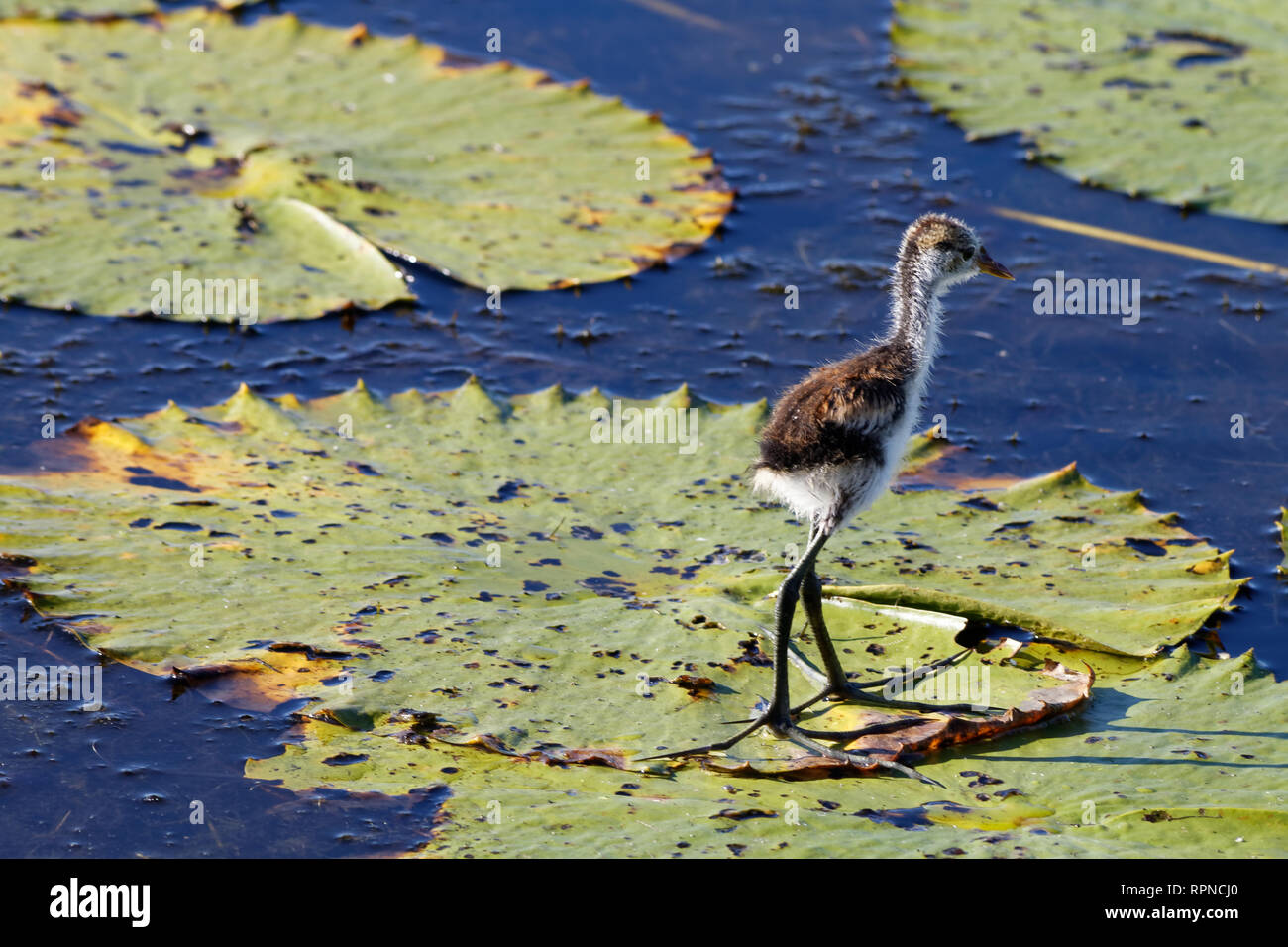 Red comb crested jacana (Irediparra gallinacea Stock Photo - Alamy