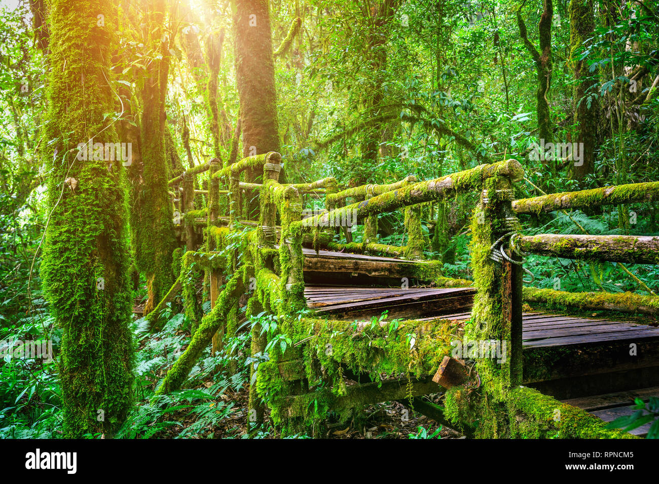 Ang ka nature trail in Doi Inthanon national park , Chiang mai ...